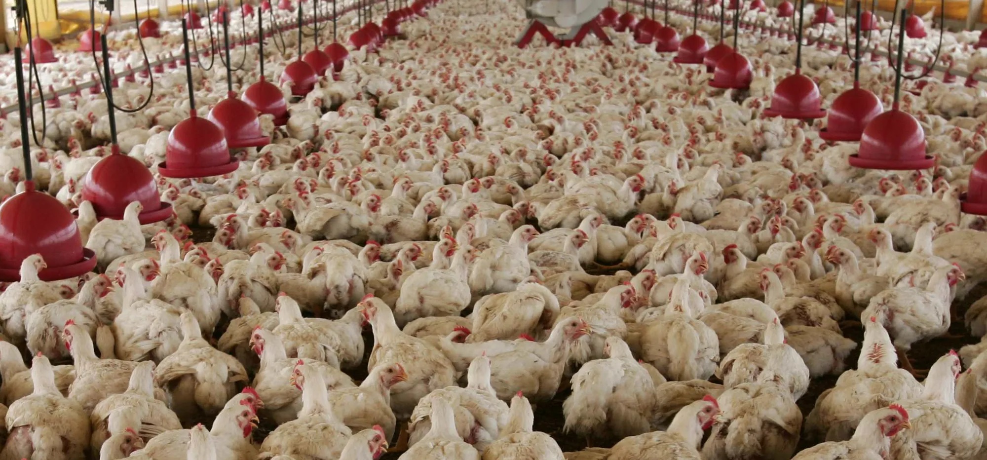 ONG pour un élevage durable | CIWF France